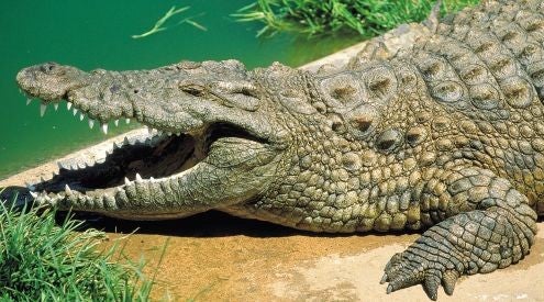 Krokodil / Reptielen / Gewervelden / Bij meren en rivieren / overzicht ...