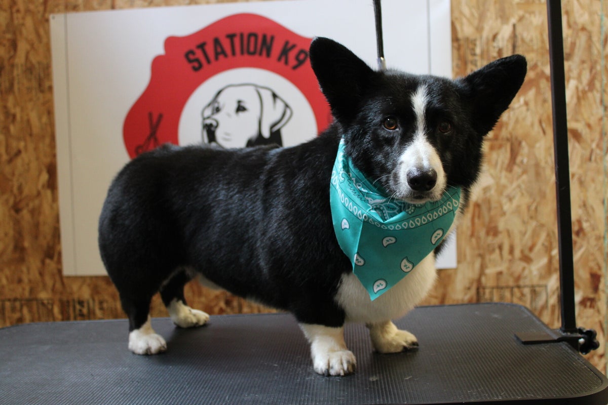 Station K9 Grooming