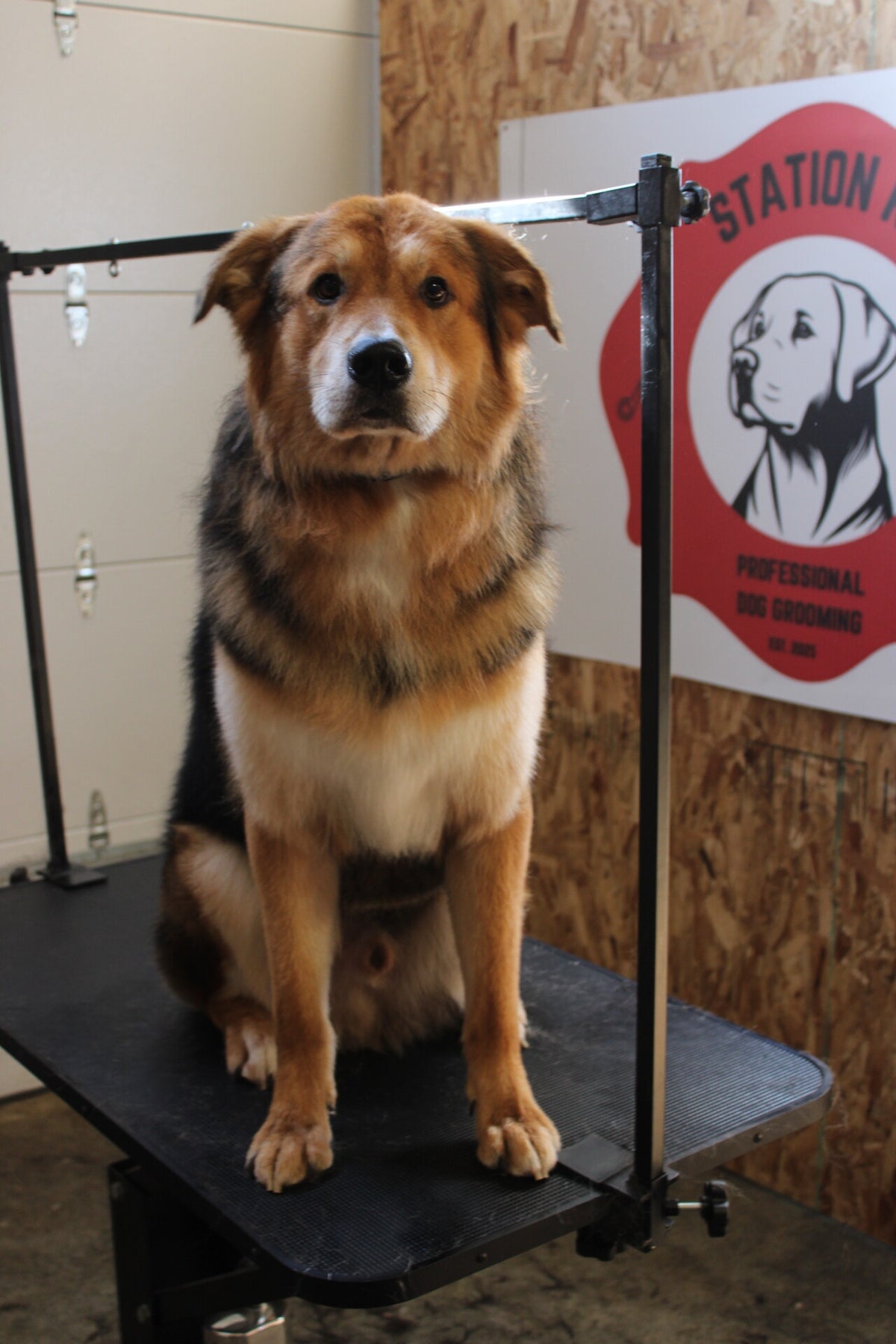Station K9 Grooming