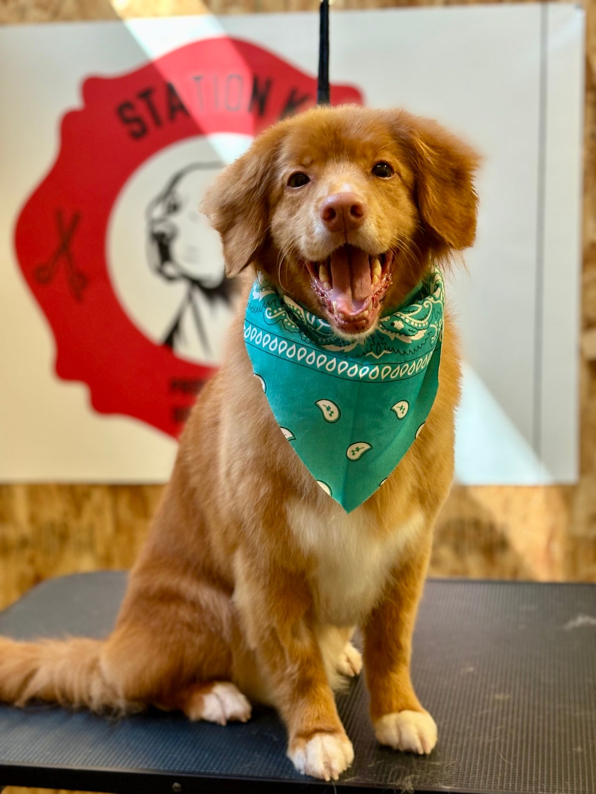 Station K9 Grooming