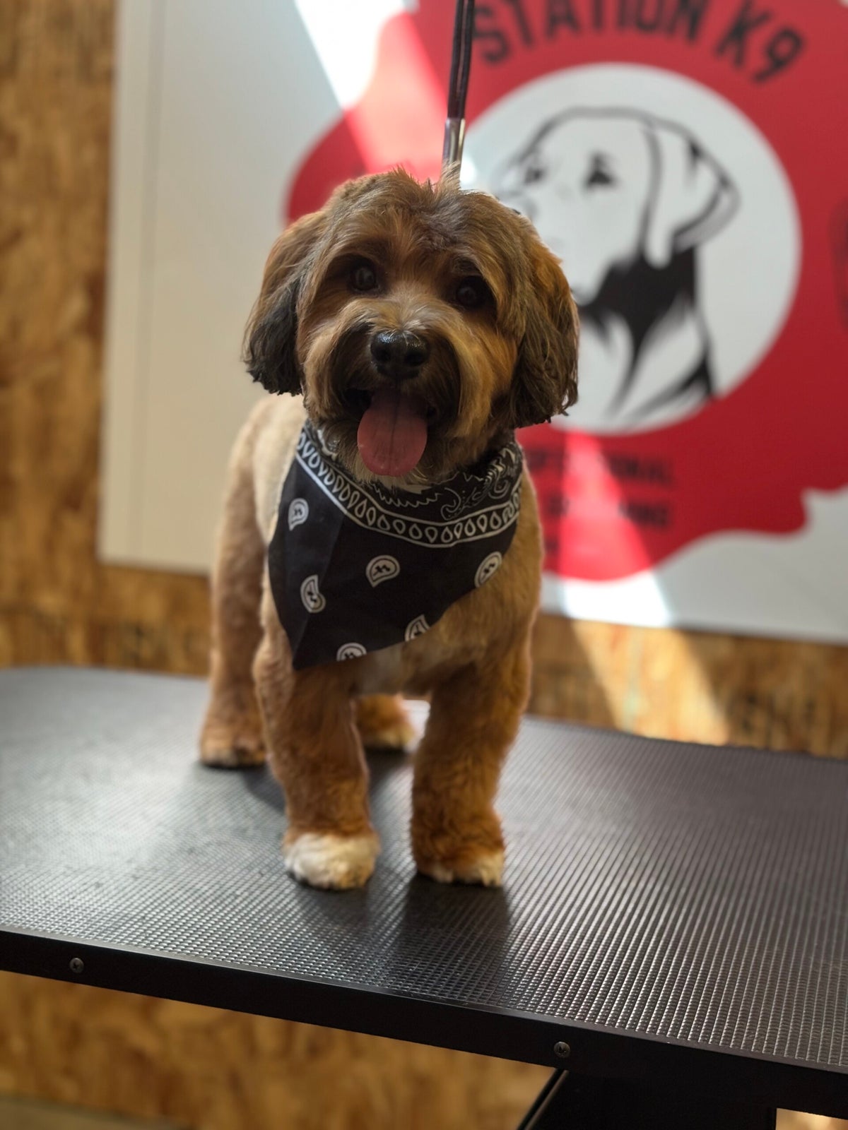 Station K9 Grooming