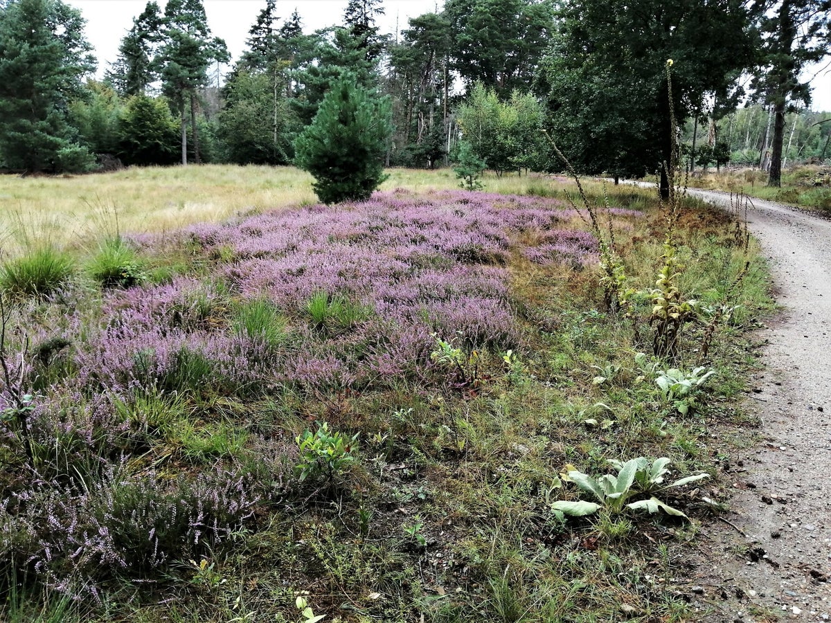 Valkenhorst-tocht, Leende / Brabant | Wandelingen met Willem
