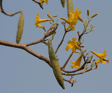 Herken bomen / Ontdek Flora | Online natuurgids voor Aruba Bonaire Curaçao