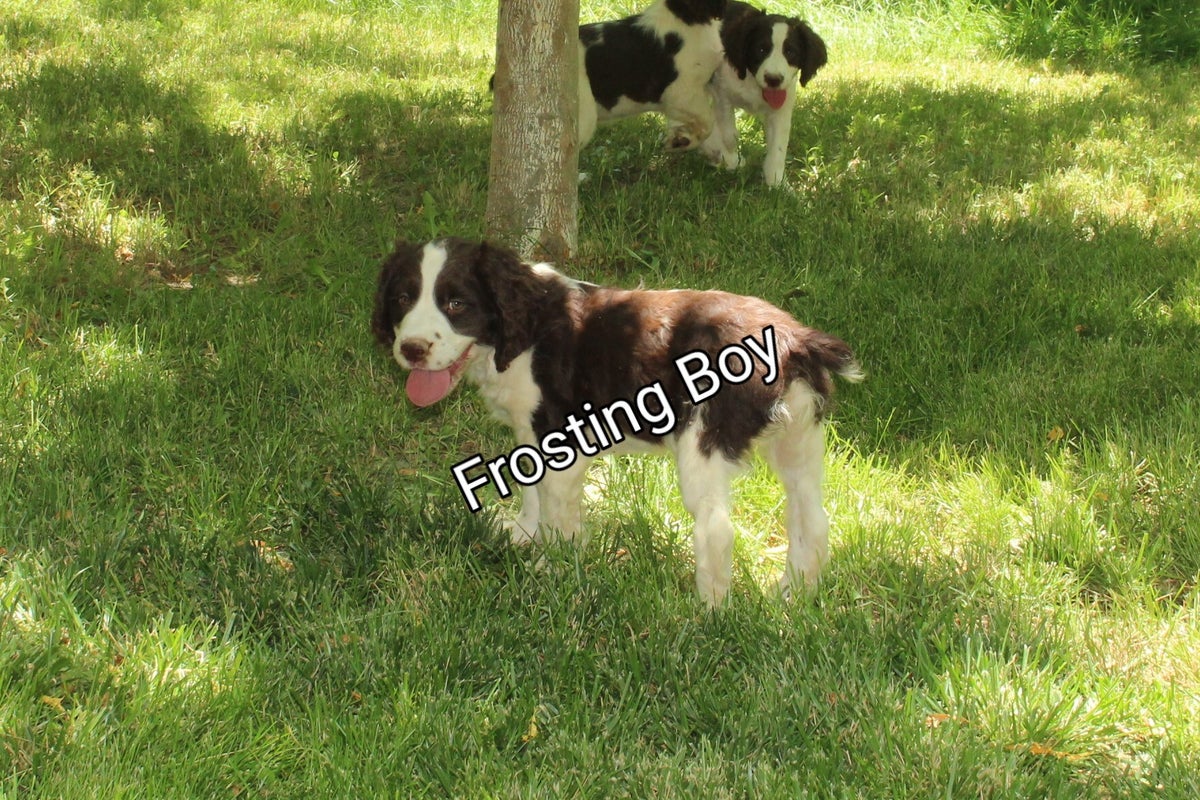 English Springer Spaniel Puppies / Blog | Quiet Desert Rose Springers