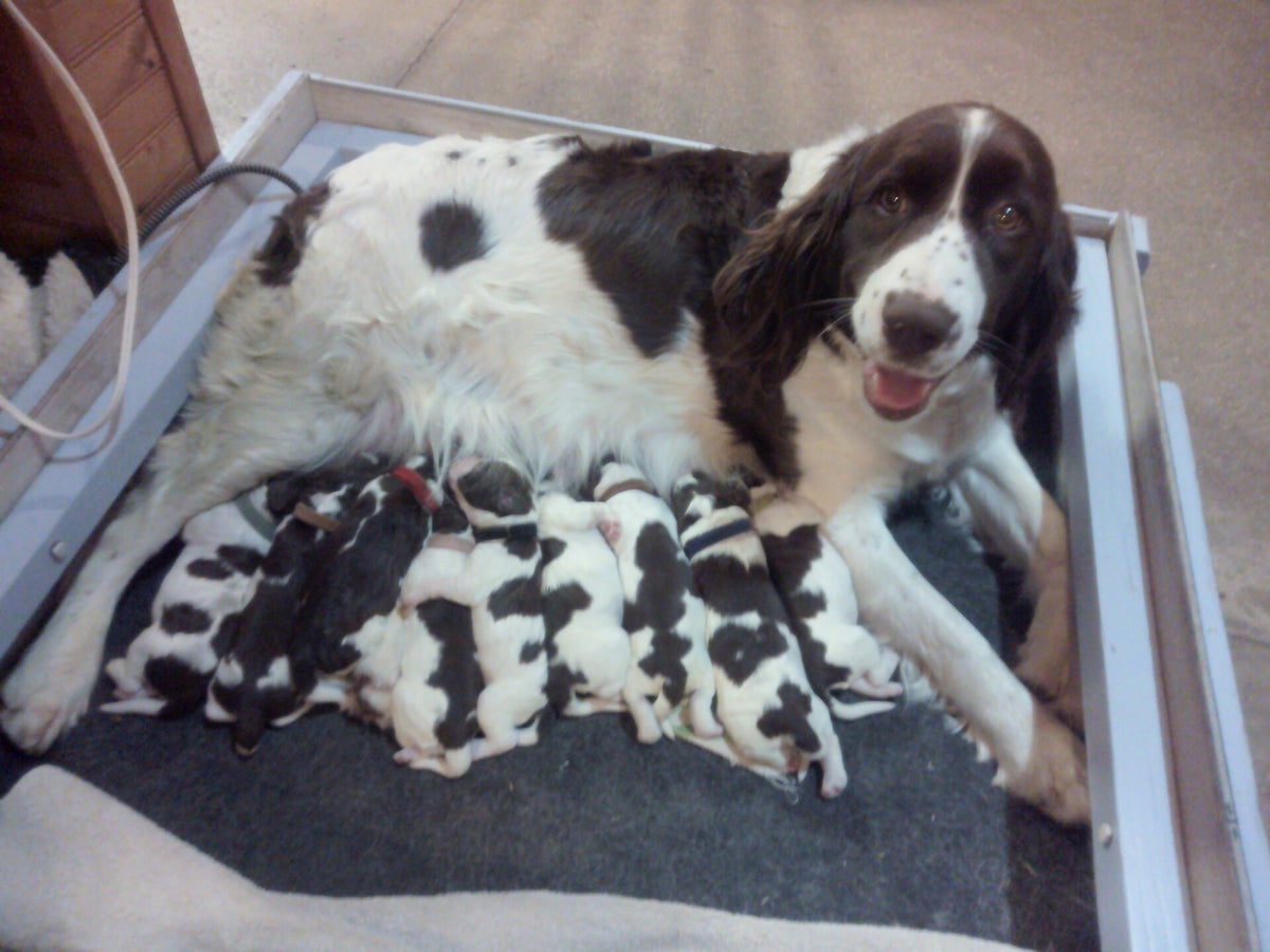 English Springer Spaniel Puppies / Blog | Quiet Desert Rose Springers