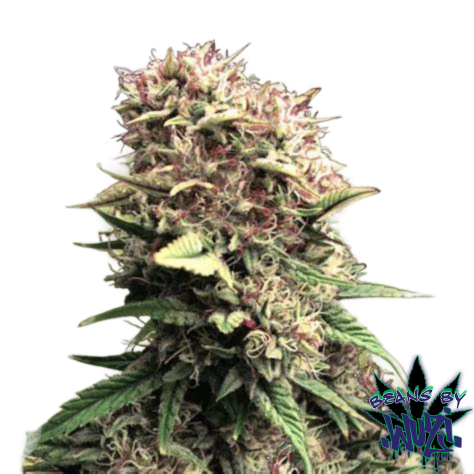 CHOCOLATE KUSH AUTO | Beans By Wuzi