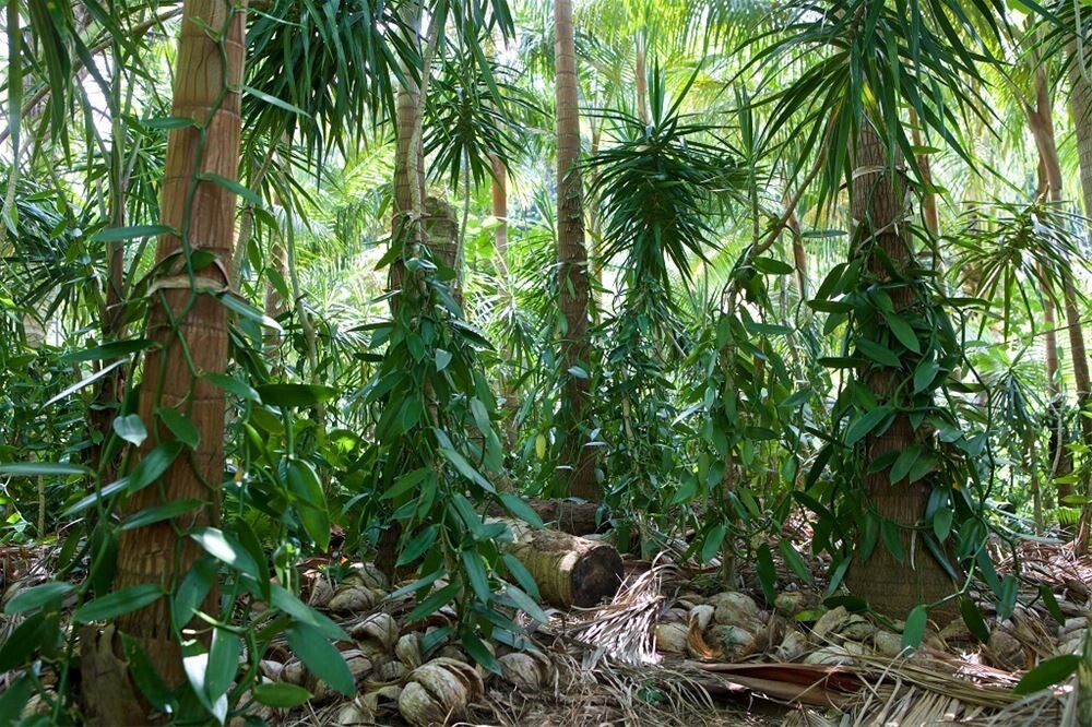 Vanille Bourbon de Madagascar