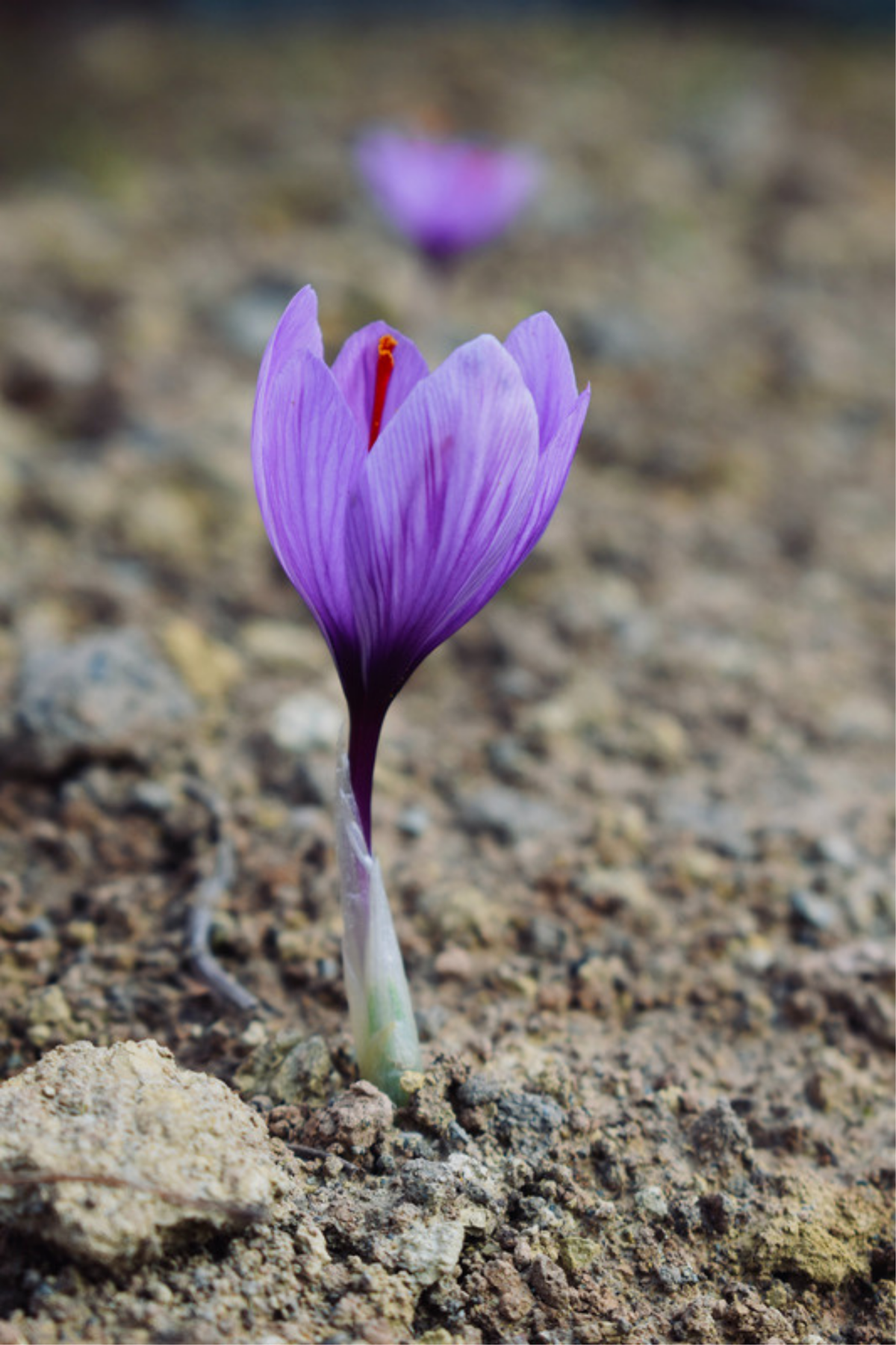 What You Need to Know Before You Order / Blog | Persian Saffron Trading
