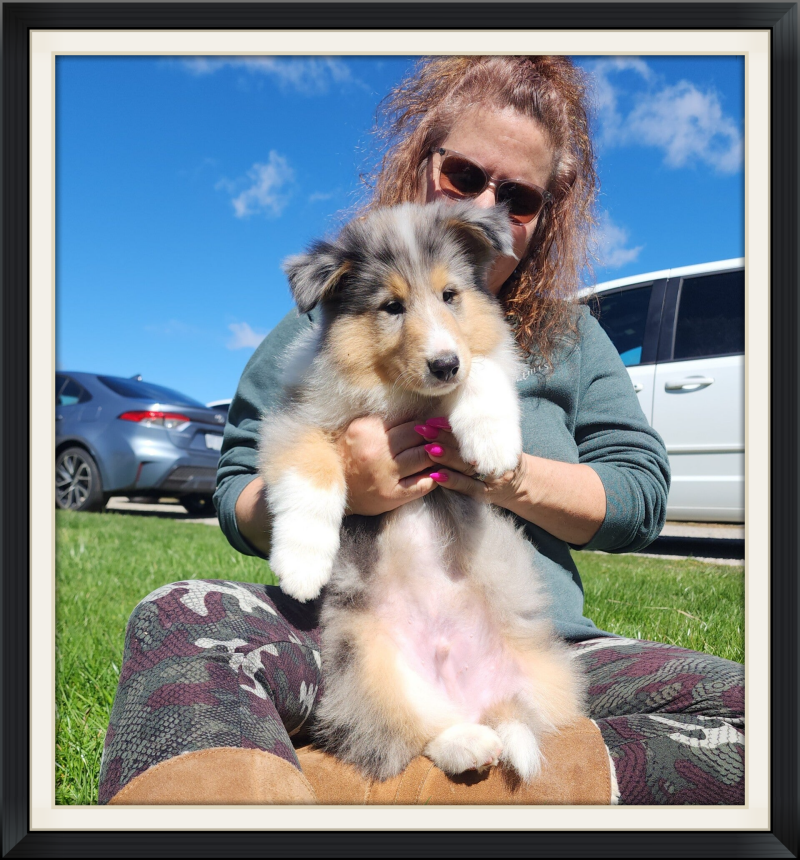 Cieslik Shepherds & Rough Coat Collies
