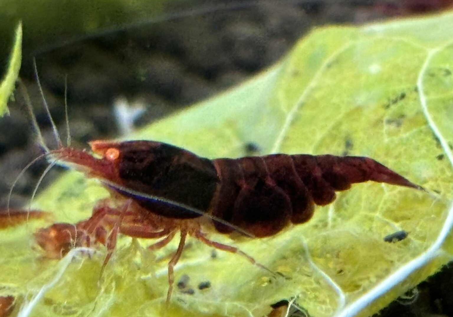 My Australian Shrimp