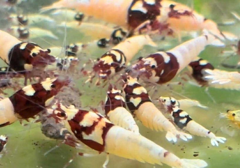 My Australian Shrimp