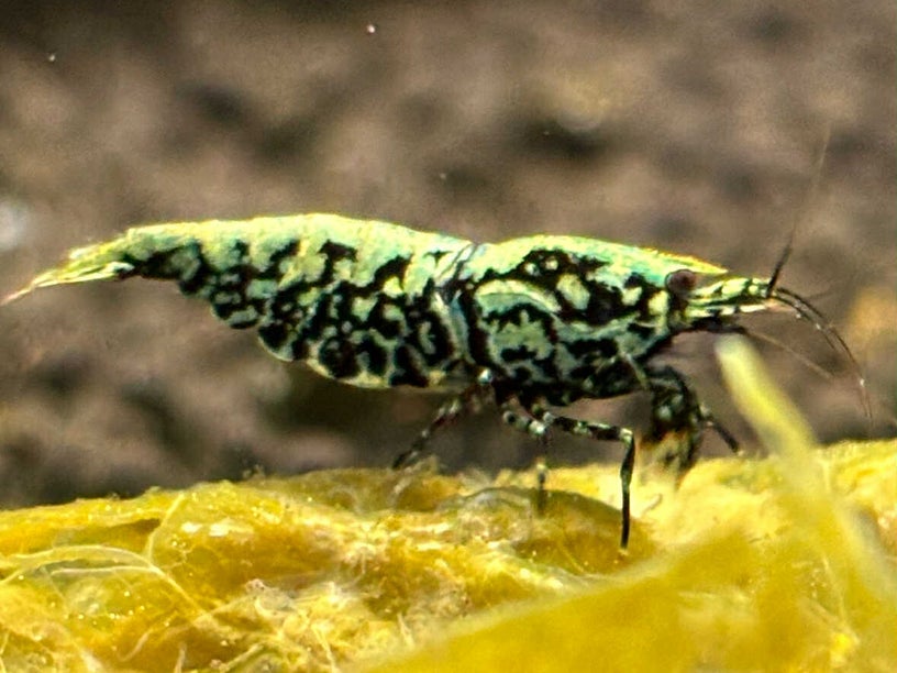 My Australian Shrimp