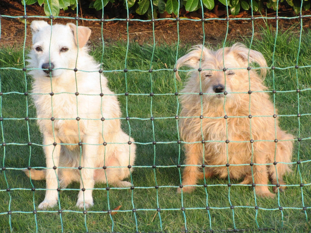 Shop | Jan van Driels k94dogs