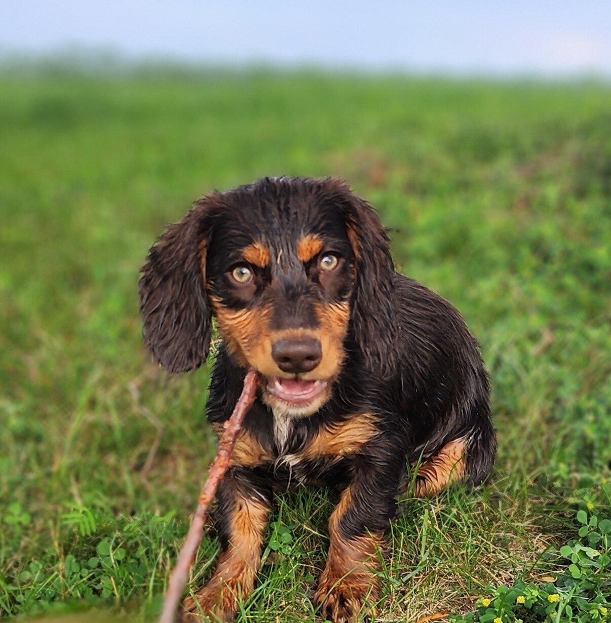 Our Breeding Process | A WONDERFUL WORLD OF DACHSHUNDS
