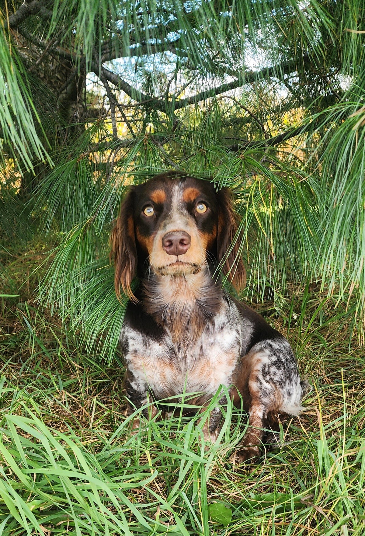 Adult Dashaliers & Dachshunds for adoption BERNESE HAS BEEN ADOPTED | A ...