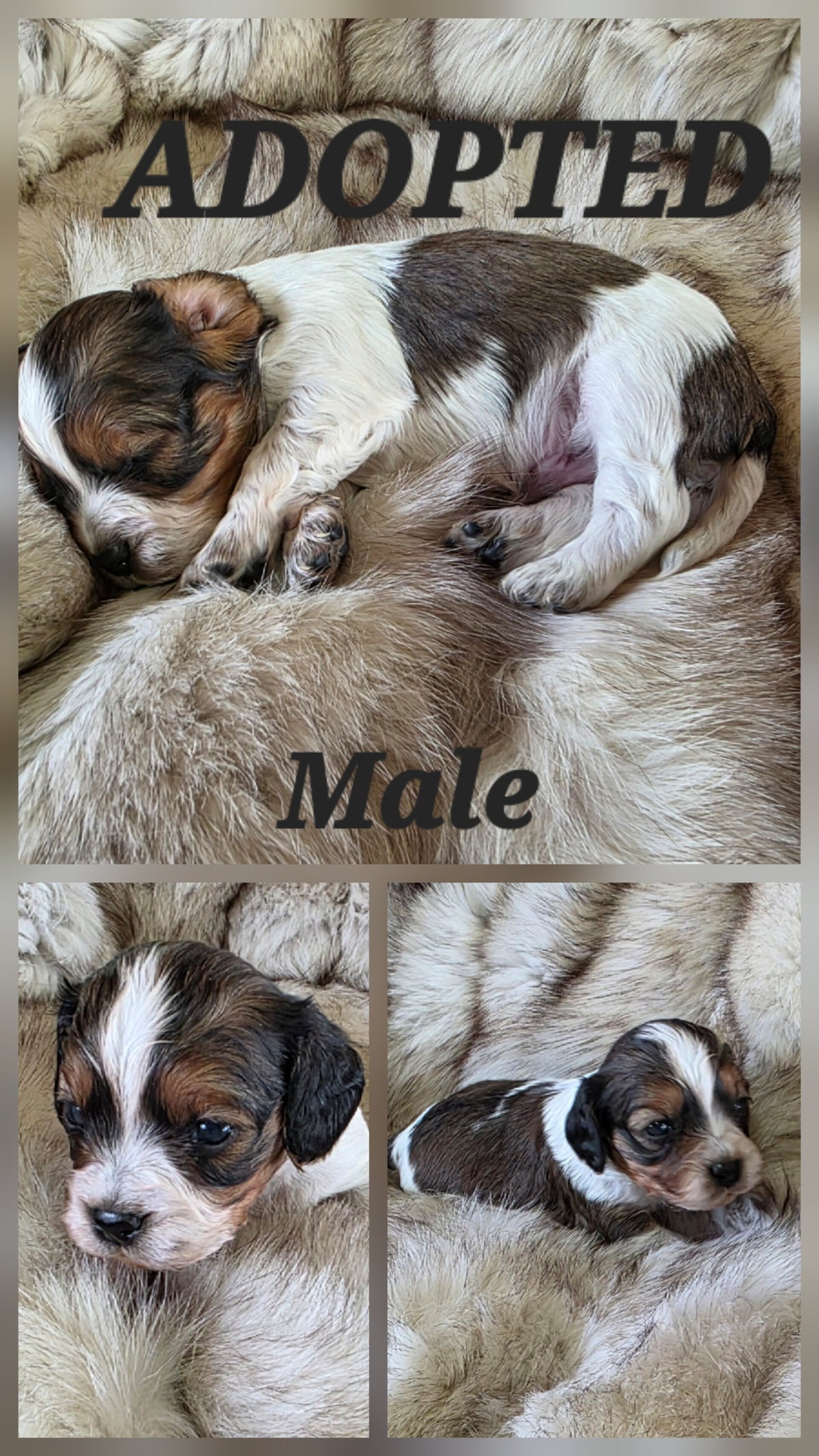 Dashalier Puppies available $2500 ALL PUPPIES ADOPTED | A WONDERFUL ...
