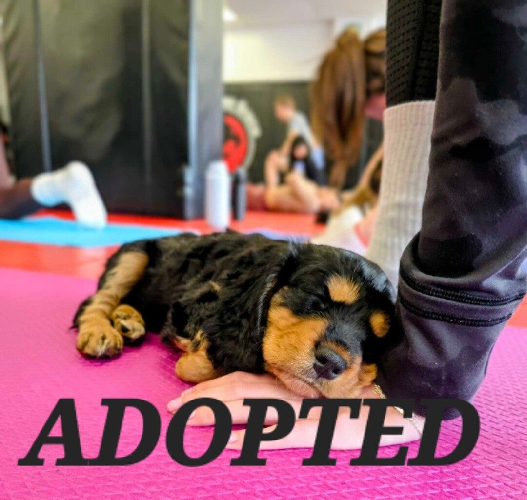 Dashalier Puppies available $2500 ALL PUPPIES ADOPTED | A WONDERFUL ...