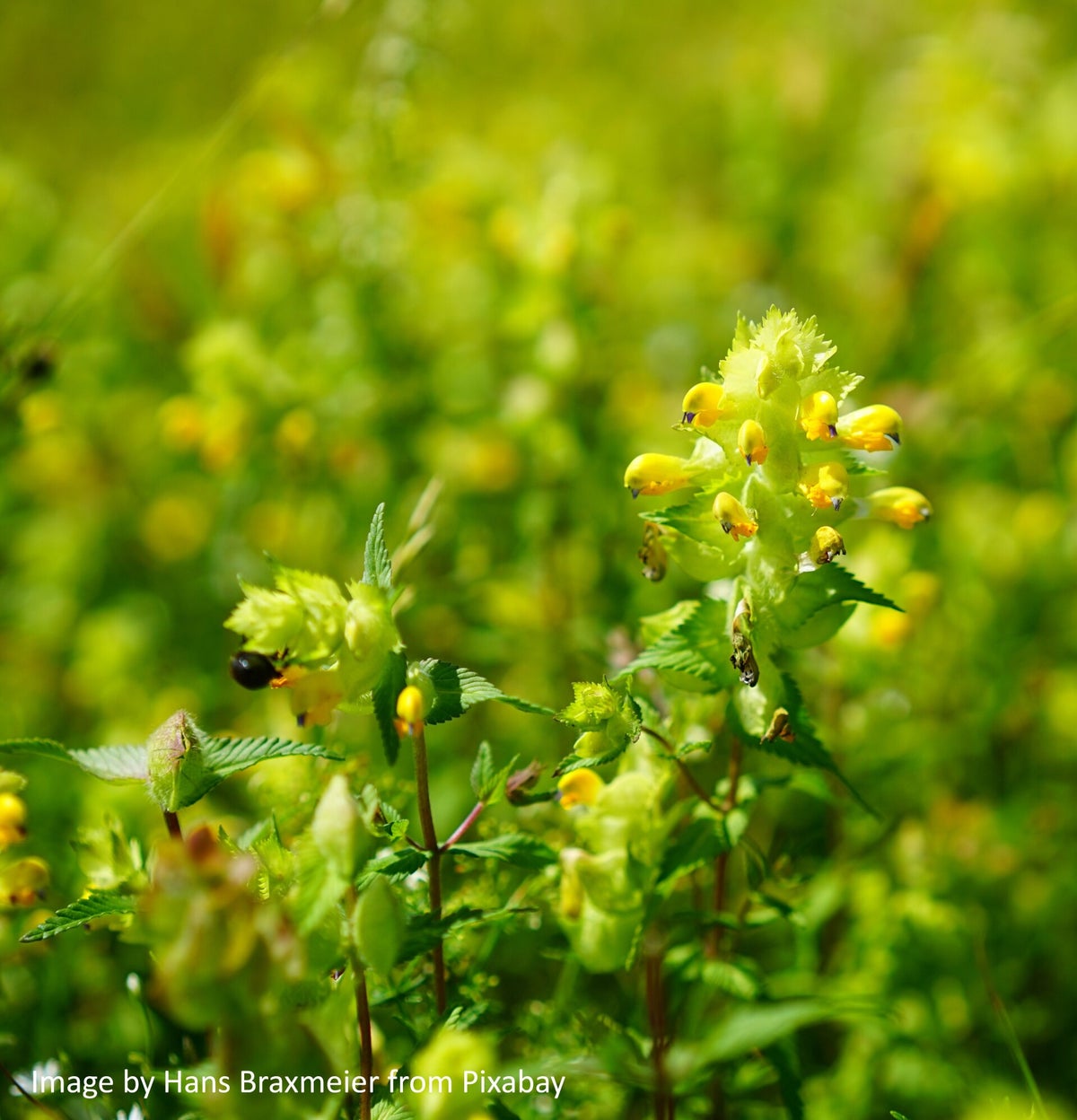 Yellow Rattle Seeds - Rhinanthus minor - Wildflower