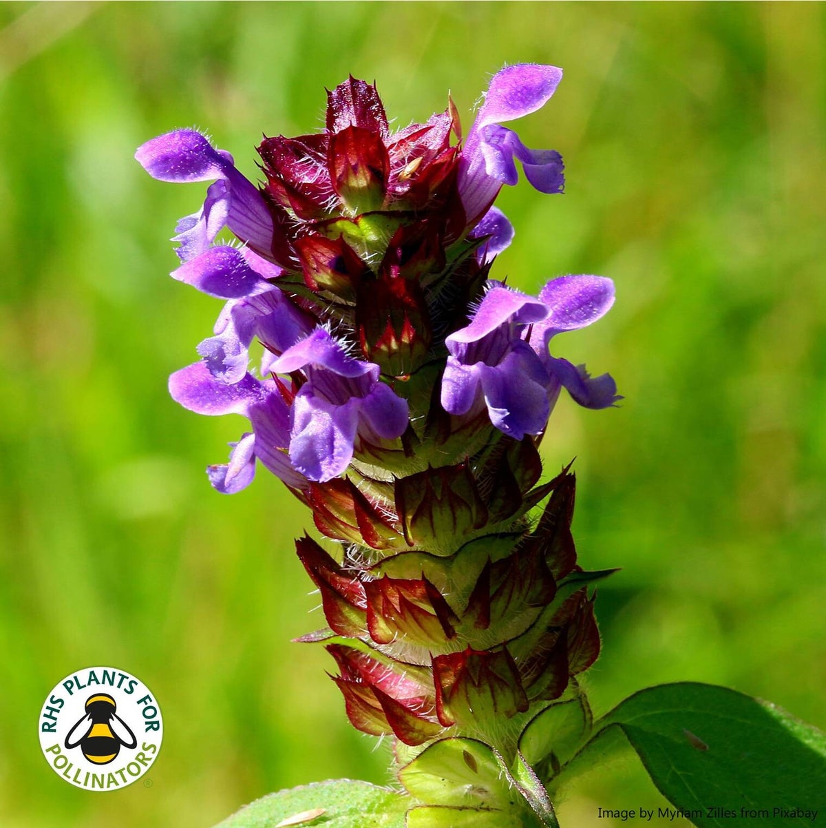 Selfheal seeds - Prunella vulgaris - Wildflower