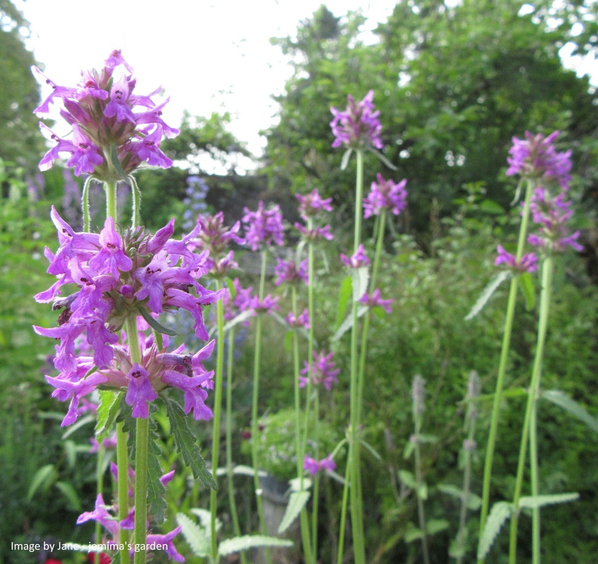 Betony Seeds - Betonica officinalis - Wildflower