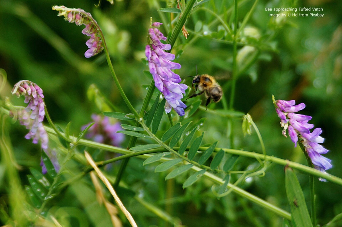 Tufted Vetch seeds - Vicia cracca - Wildflower
