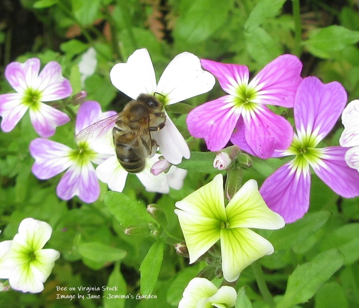 Virginia Stock - Malcolmia maritima - Cottage Garden Flower | jemima's ...