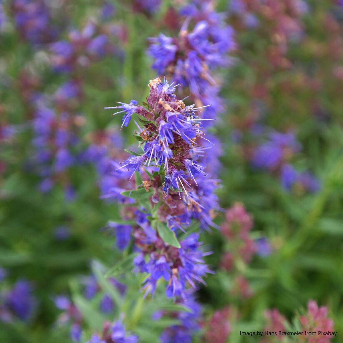 Hyssop Seeds - Hyssopus officinalis - Herb