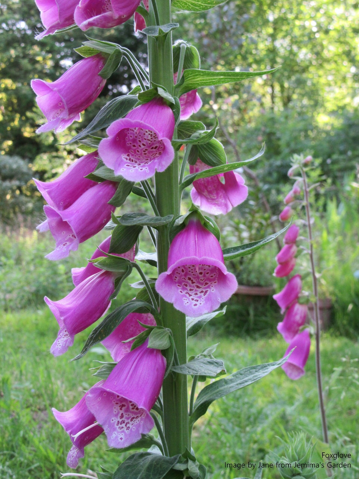 Biennial Plants List | jemima's garden