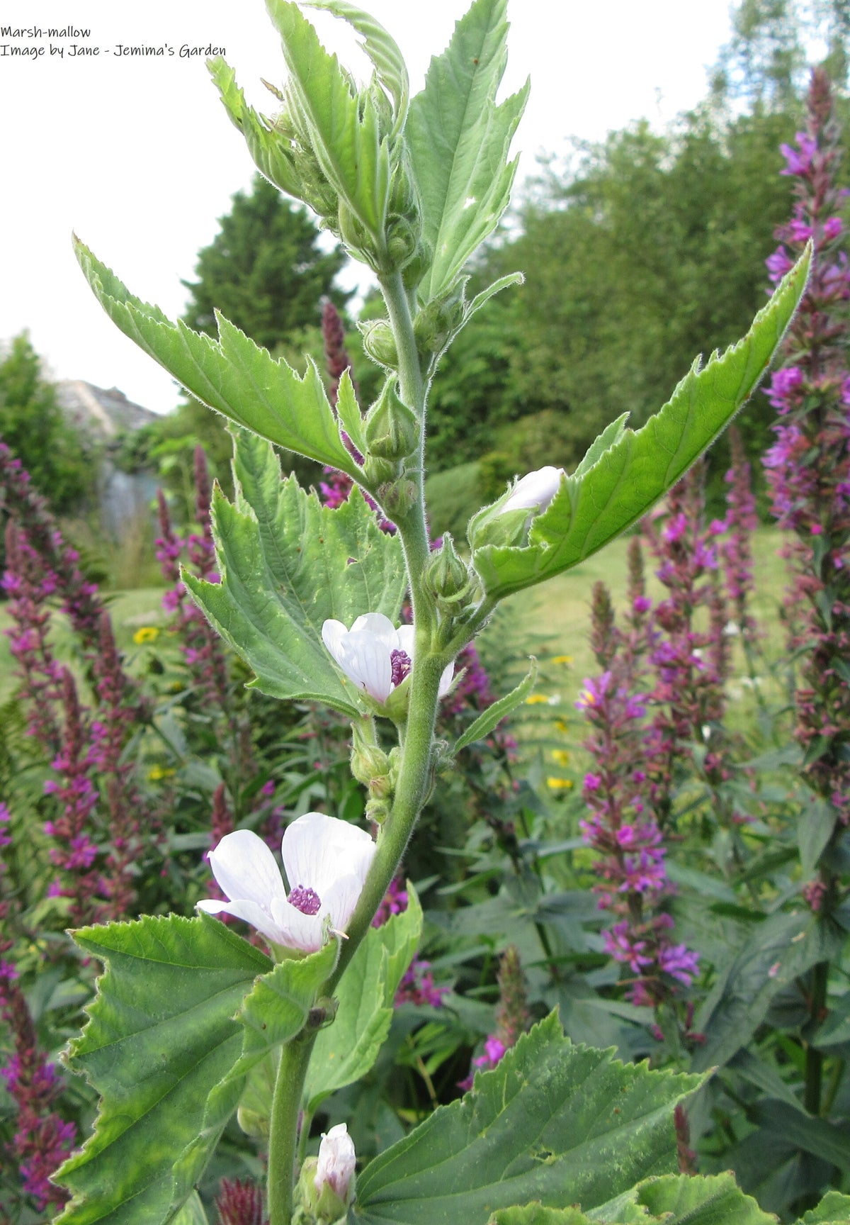 Marsh-Mallow seeds - Althaea officinalis - Wildflower