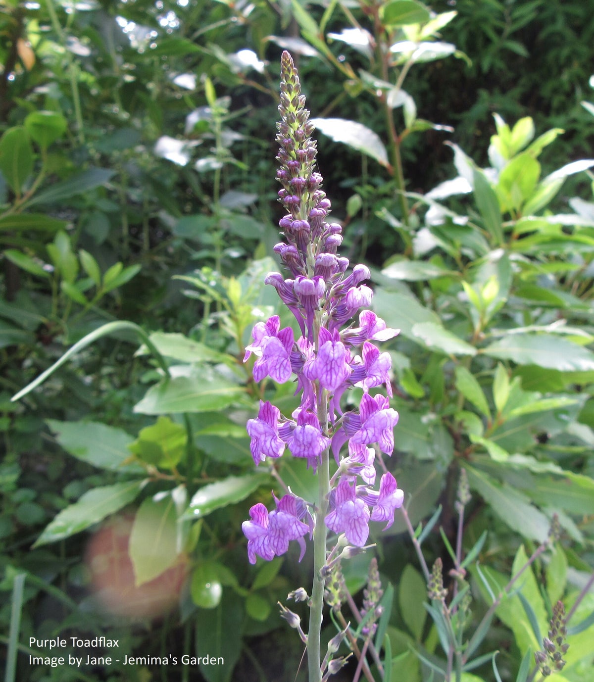 Purple Toadflax - Linaria purpurea - Cottage Garden flower