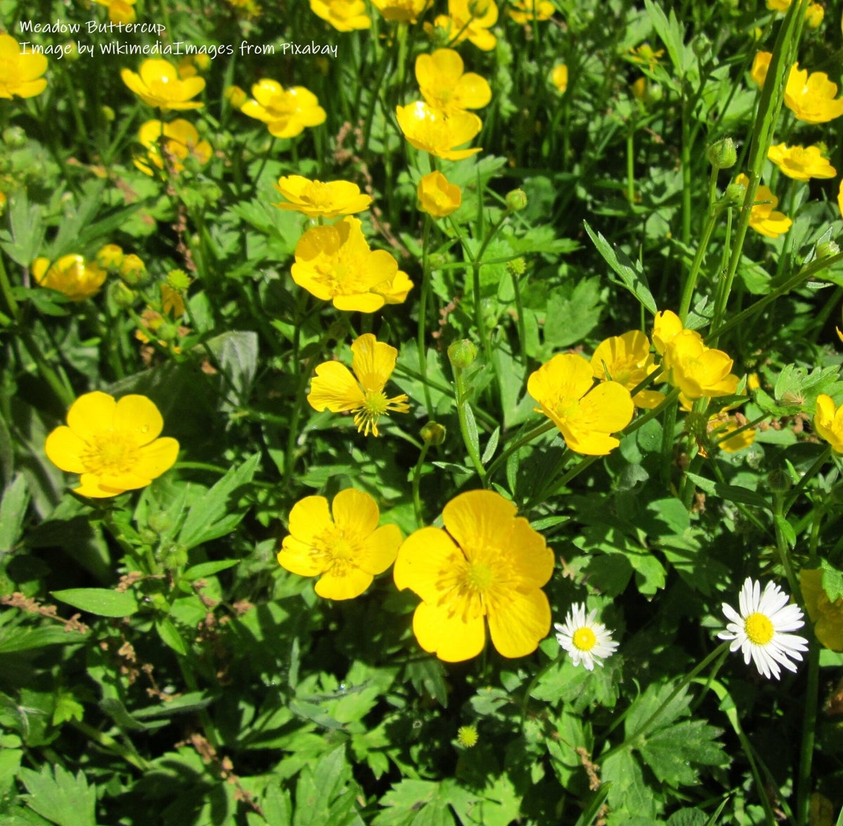 Native UK Wildflower Meadow Mix - Seeds