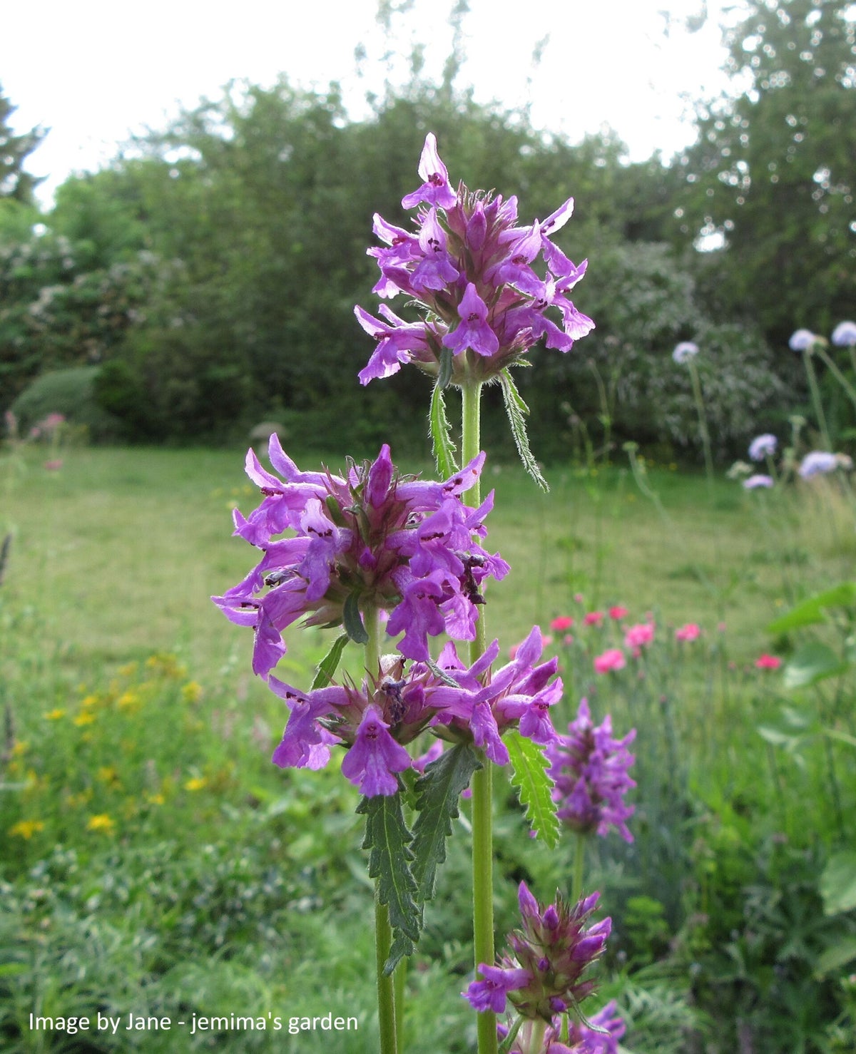 Betony Seeds - Betonica officinalis - Wildflower