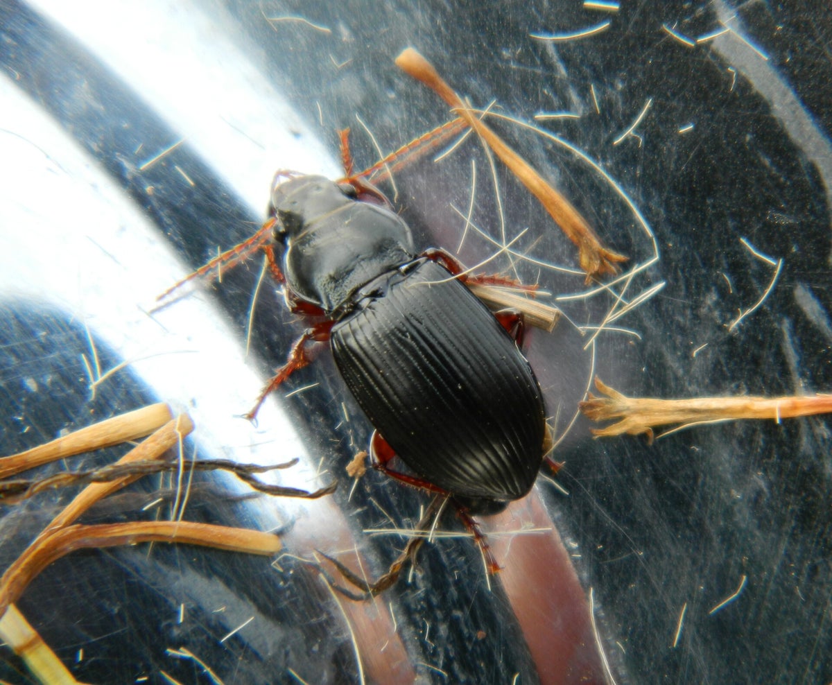 Lots of bugs and beasties