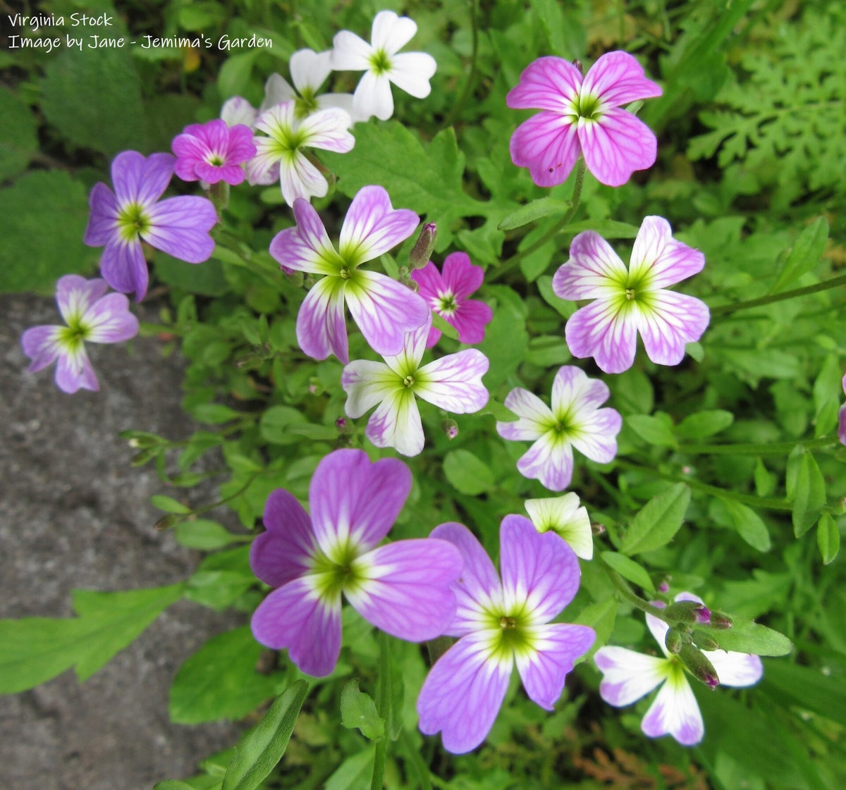 Virginia Stock - Malcolmia maritima - Cottage Garden Flower | jemima's ...