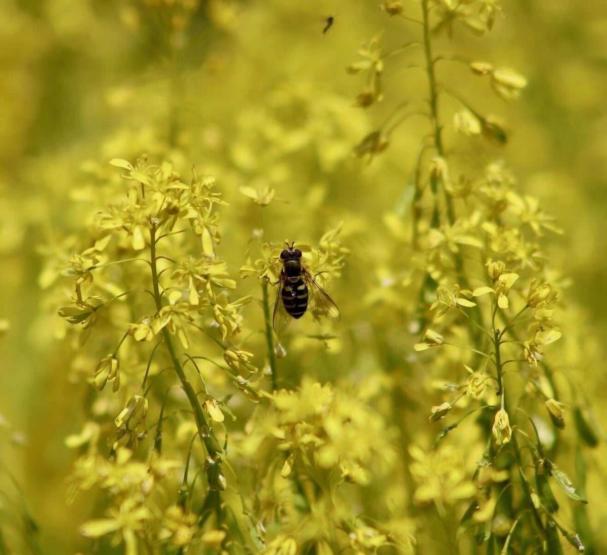Woad seeds - Isatis tinctoria - Wild flower / Dye plant