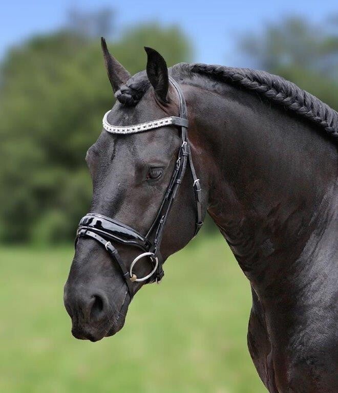 Bits&Bridles - Hoofdstellen, bitten en toebehoren.