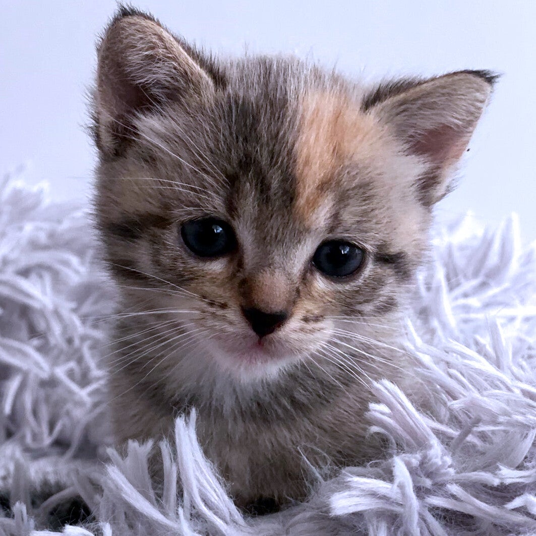 Tarieven / Kittens | Stichting Kittenopvang Kitten&Co