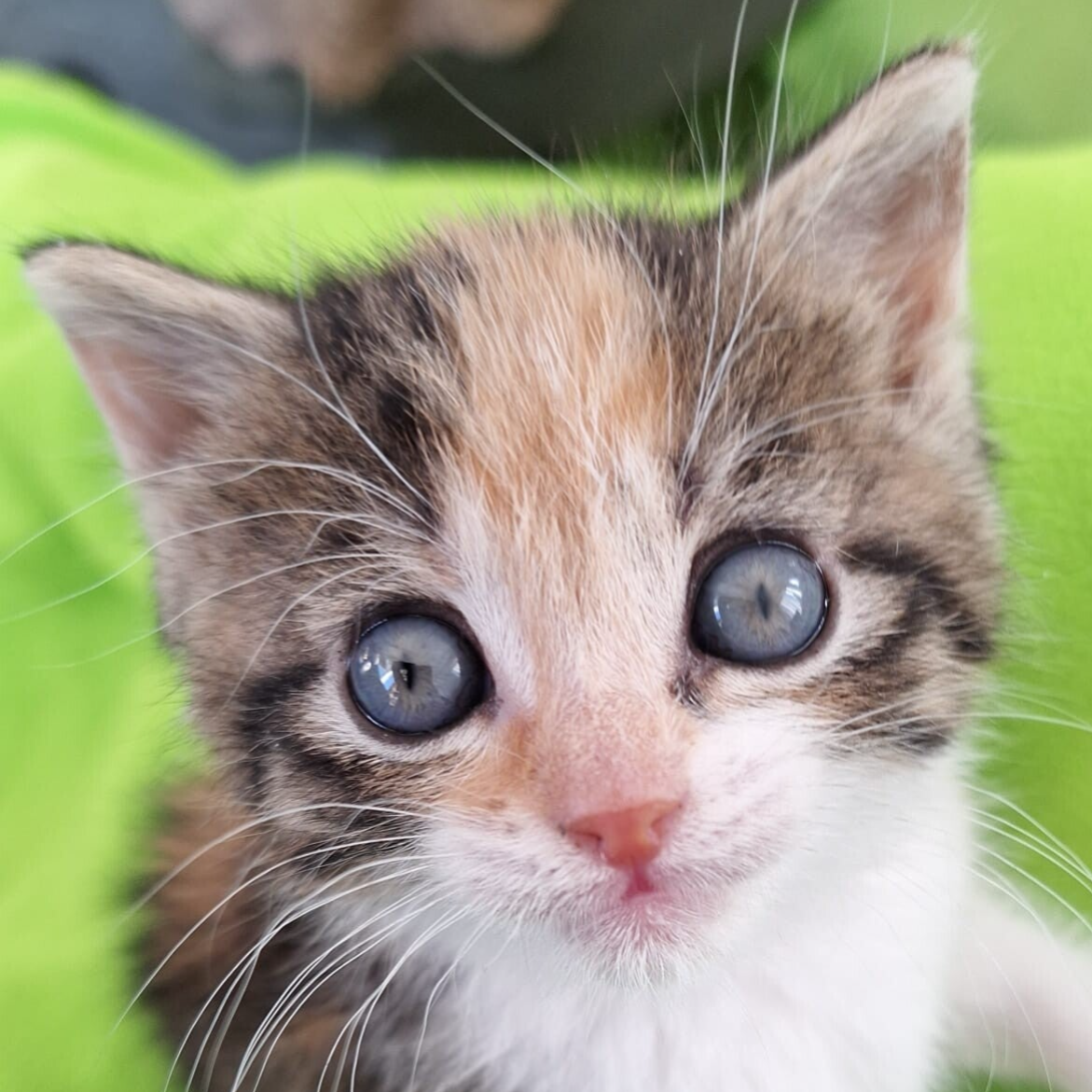 Kittens ter adoptie / Kittens | Stichting Kittenopvang Kitten&Co