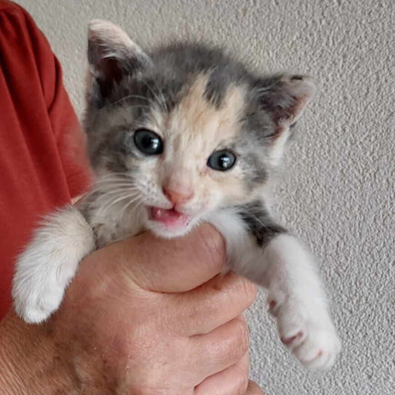 Kittens ter adoptie / Kittens | Stichting Kittenopvang Kitten&Co
