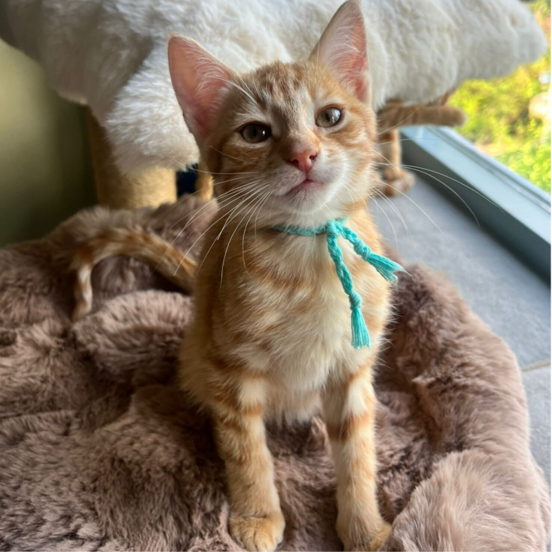 Kittens ter adoptie / Kittens | Stichting Kittenopvang Kitten&Co