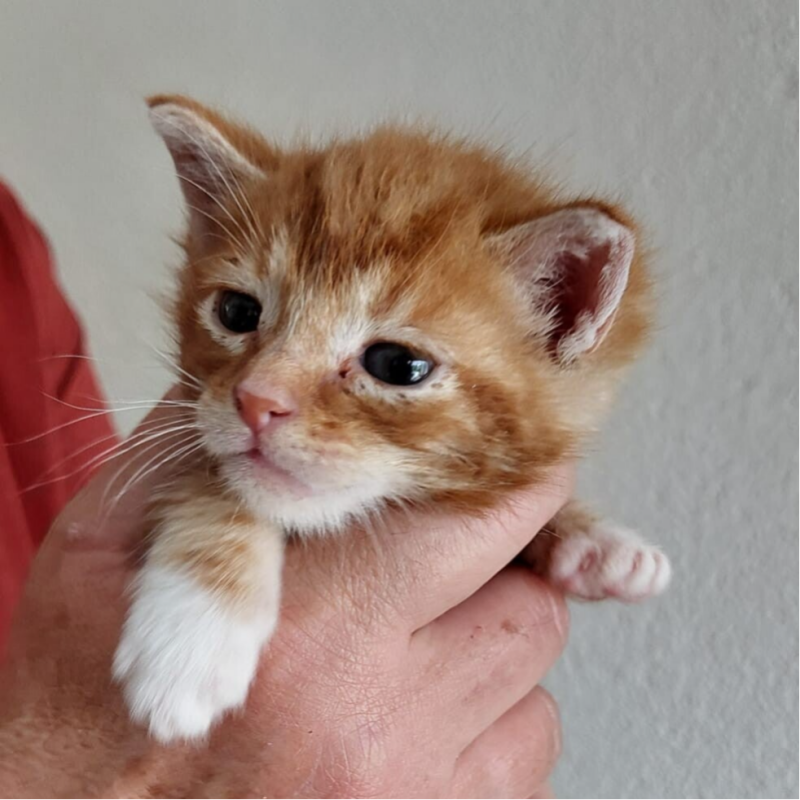 Kittens ter adoptie / Kittens | Stichting Kittenopvang Kitten&Co