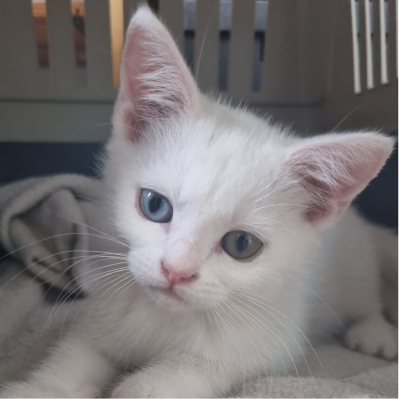 Kittens ter adoptie / Kittens | Stichting Kittenopvang Kitten&Co