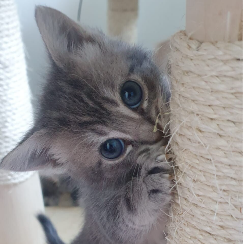 Kittens ter adoptie / Kittens | Stichting Kittenopvang Kitten&Co