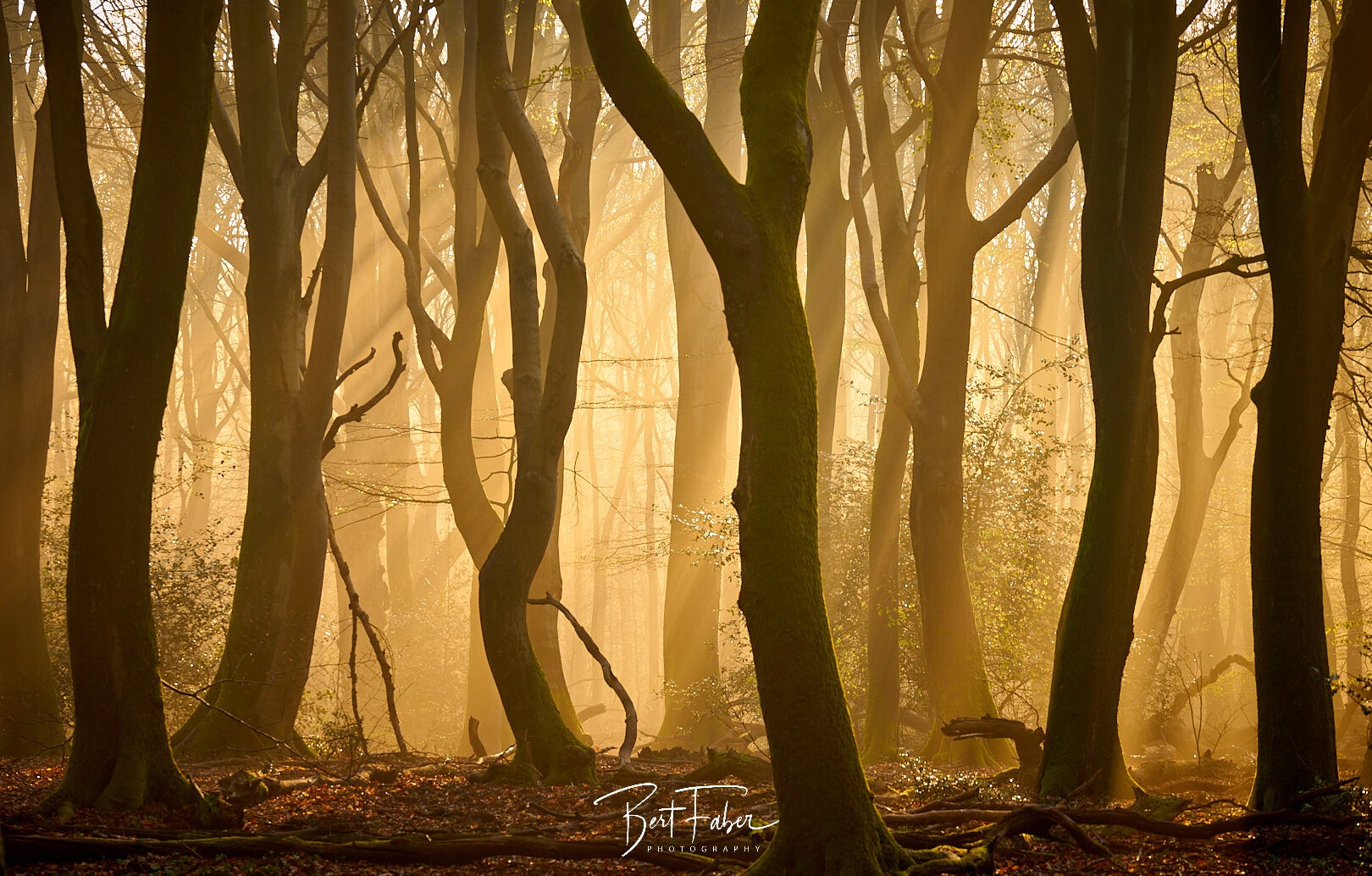 Bomen en bossen / Portfolio | Bert Faber Photography