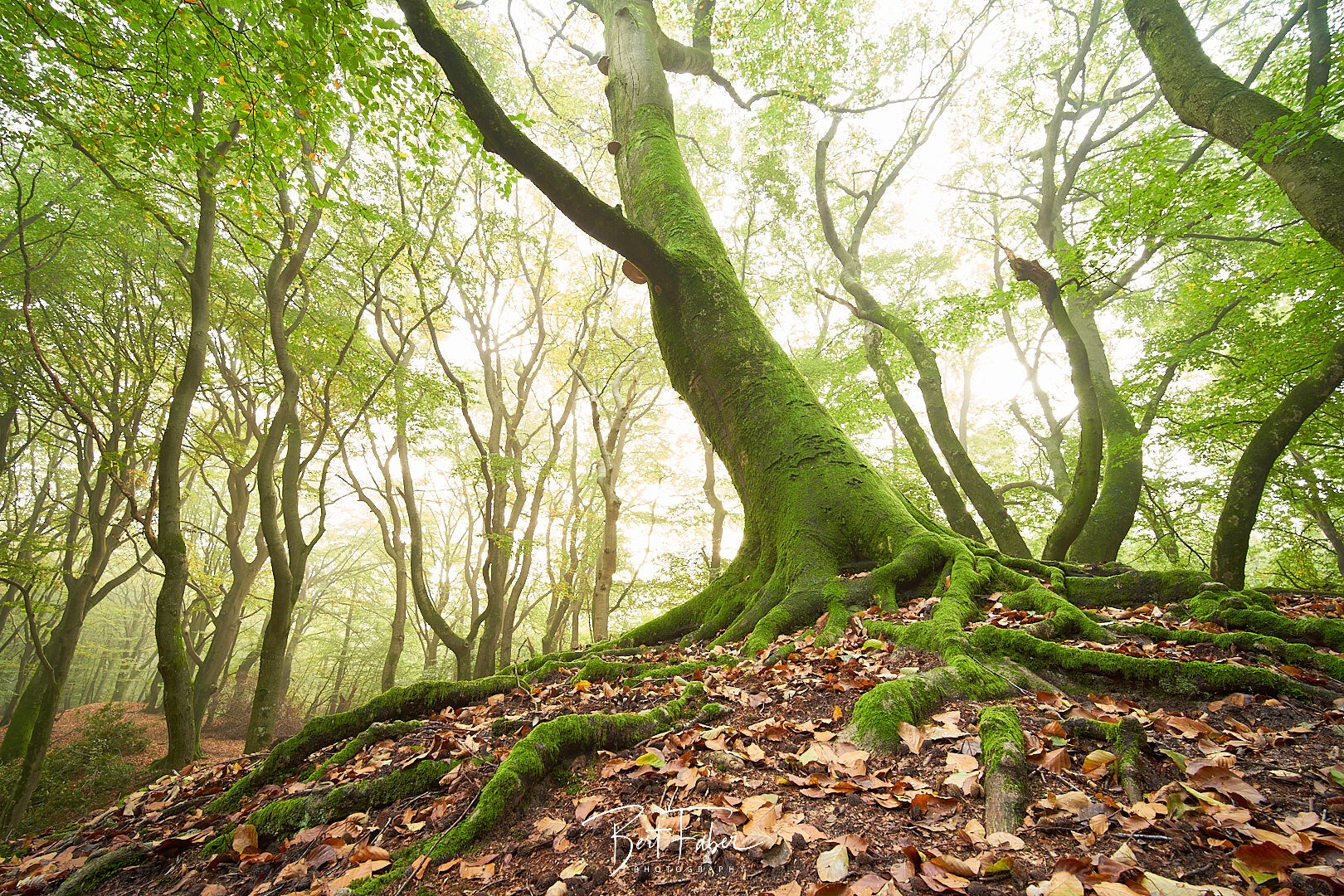 Bomen en bossen / Portfolio | Bert Faber Photography