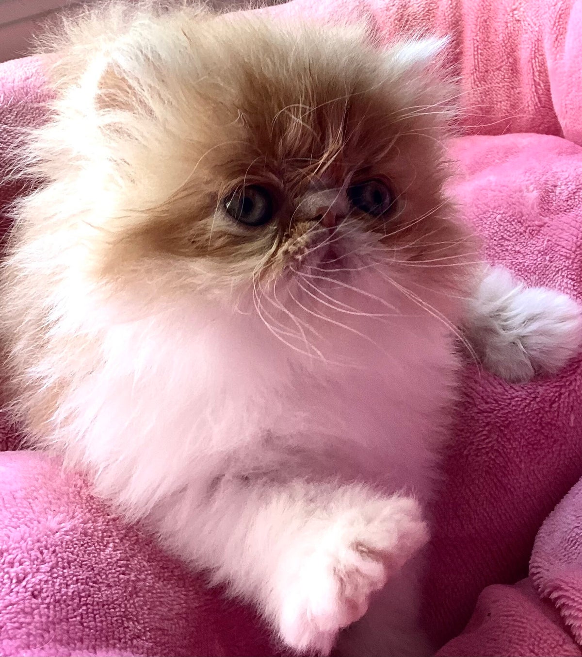 Exotic shorthair & Longhair Persian Kittens | OceanPurrls Persian Kittens