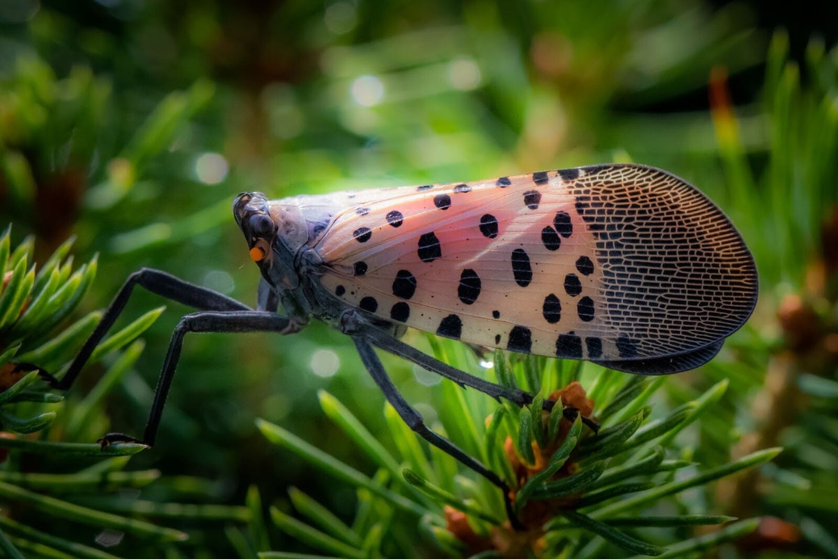 Nighttime Garden Pests: What You Need to Know and How to Protect Your ...