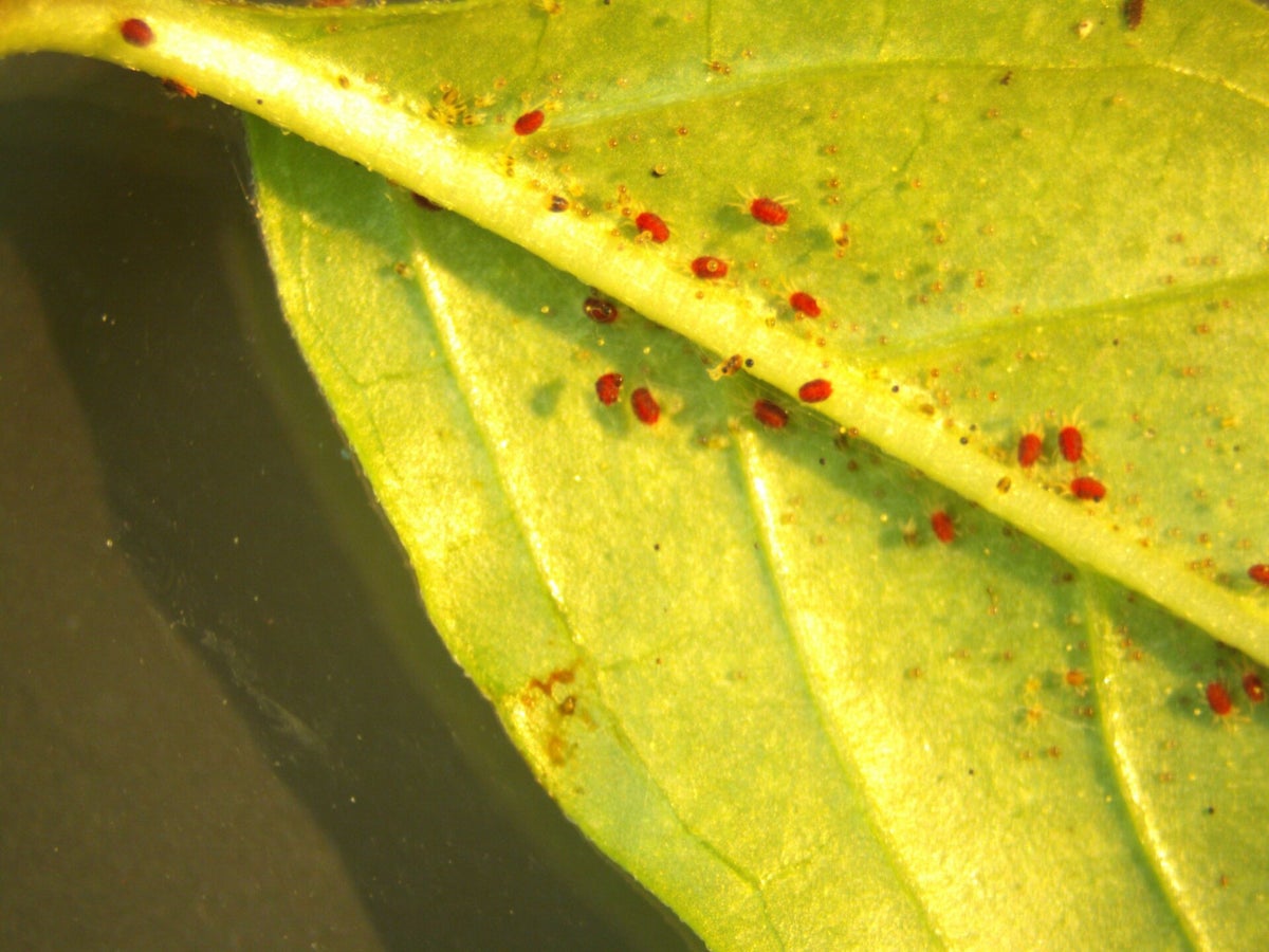 Nighttime Garden Pests: What You Need to Know and How to Protect Your ...