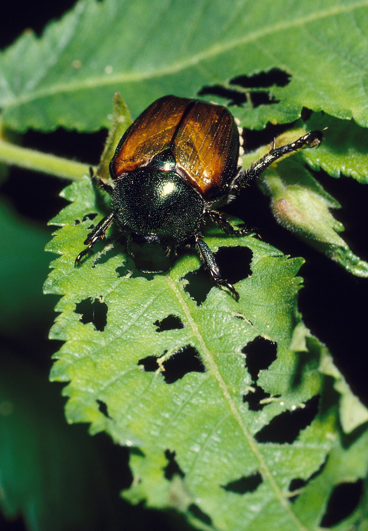 Nighttime Garden Pests: What You Need to Know and How to Protect Your ...