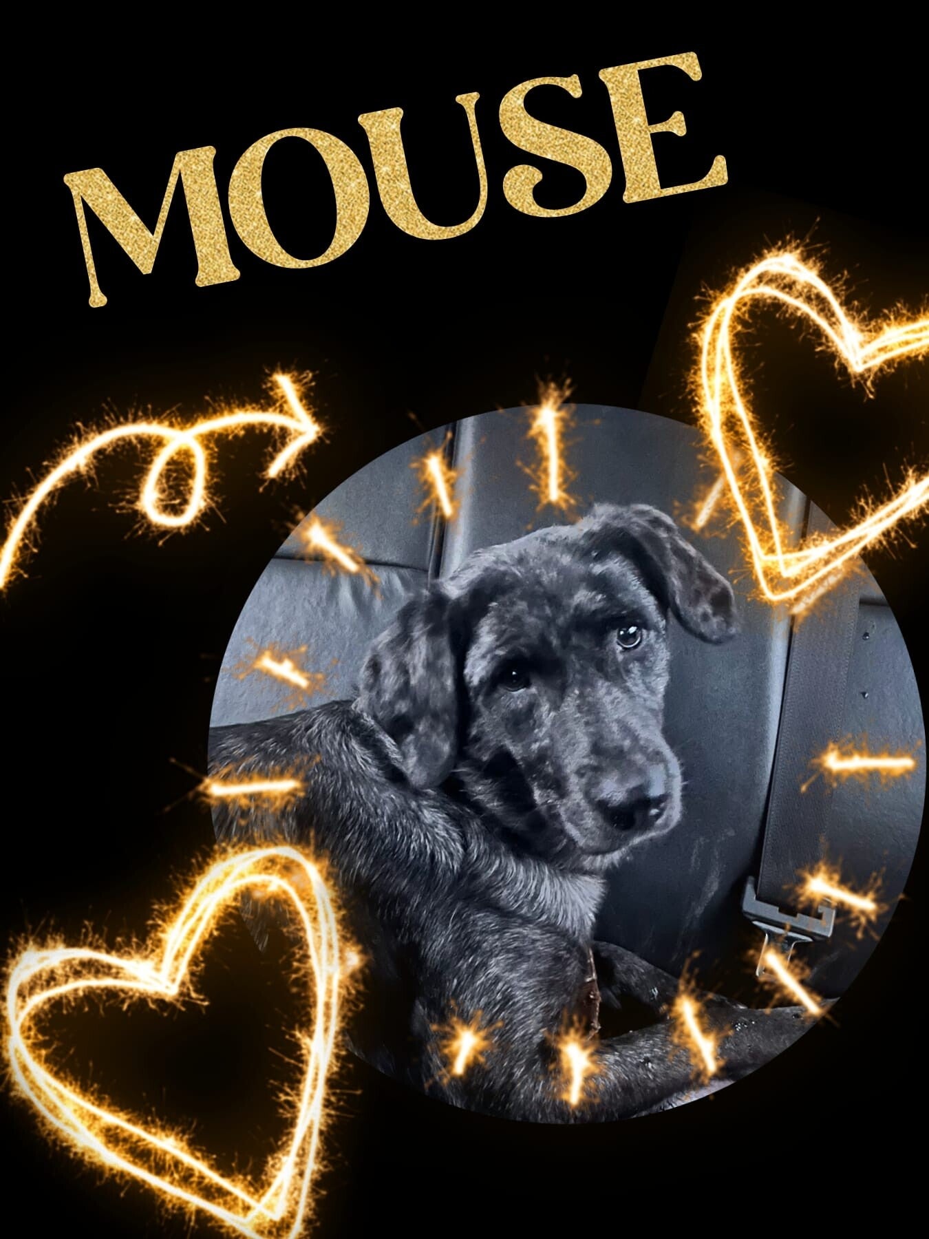 Critters In Care | Howling Hideaway Rescue